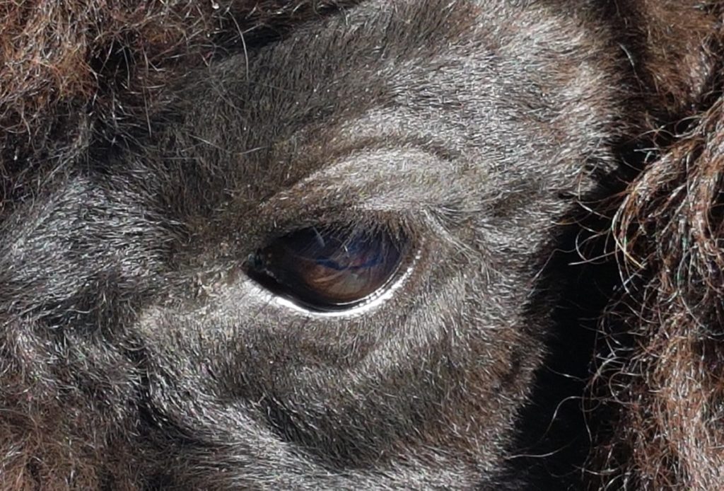 The Eye of the Beast – Evidentia Channel